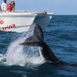 Punta Cana: Private Samaná Whale Watching Day Trip - What We Love About This Tour