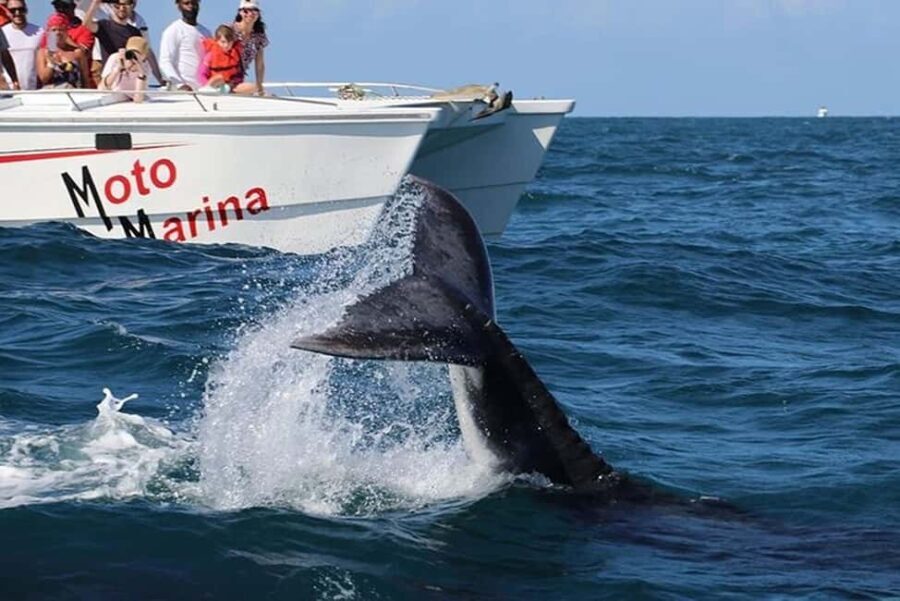 Punta Cana: Private Samaná Whale Watching Day Trip - What We Love About This Tour