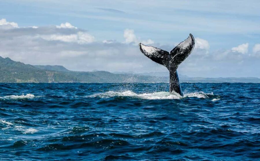 Punta Cana: Private Whale Watching Samana bay Half Day - Analyzing the Value