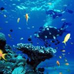 Punta Cana Reef Diving Adventure Explore Underwater Wonders - The Sum Up: Is This Tour Worth It?
