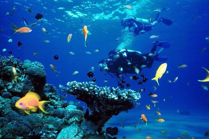 Punta Cana Reef Diving Adventure Explore Underwater Wonders - The Sum Up: Is This Tour Worth It?