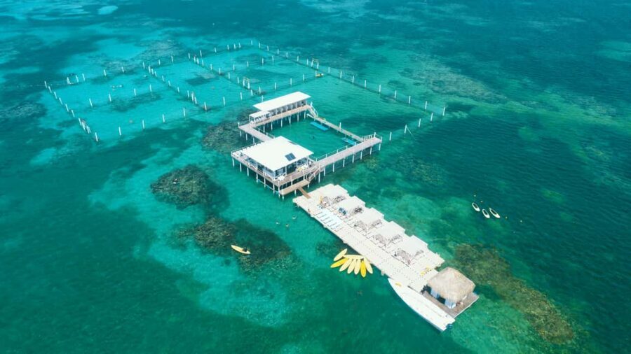 Punta Cana: Reef Explorer Access w/ Sharks & Stingrays Swim - Snorkeling and Marine Encounters