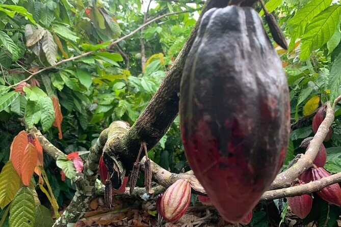 Punta Cana Safari Tour - Detailed Breakdown of the Itinerary