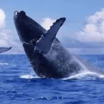 Punta Cana: Samaná Bay Whale Watching & Cayo Levantado - Transportation & Group Size