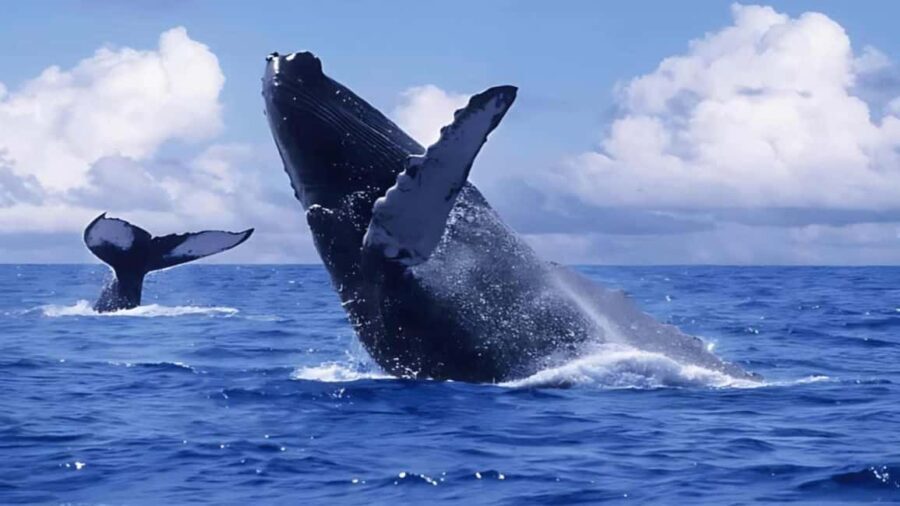 Punta Cana: Samaná Bay Whale Watching & Cayo Levantado - Transportation & Group Size