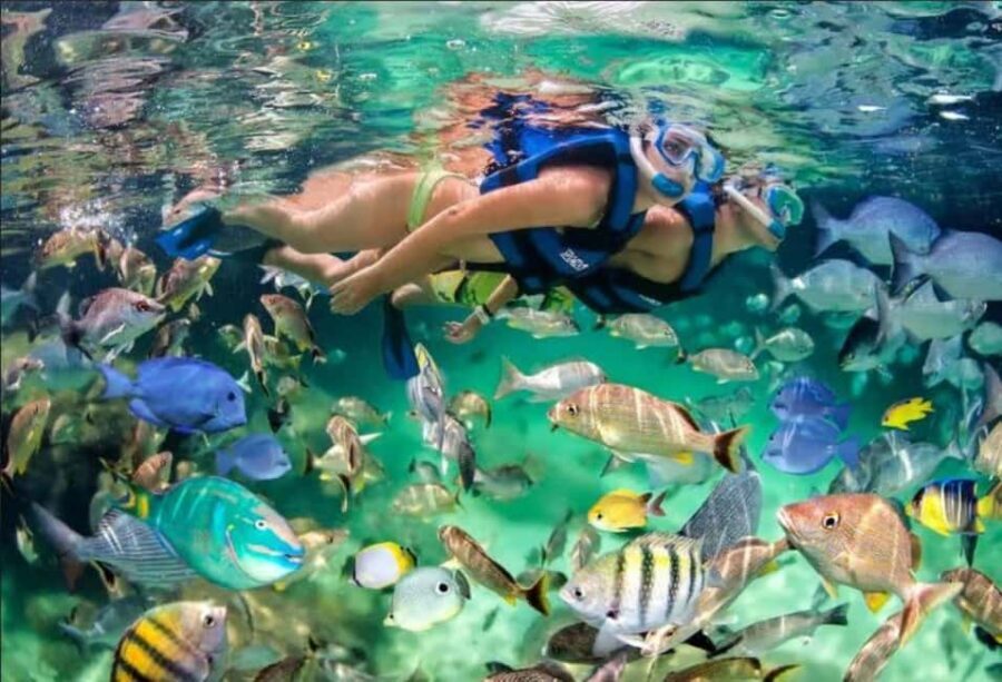 Punta Cana: Speedboat Ride, Snorkeling, & Dolphin Watching - What to Expect During Your Tour