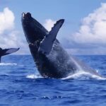 Punta Cana: Whale Watching and Bacardi Island Day Trip - Authentic Moments and Honest Observations