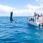 Punta Cana Whale Watching and Bacardi Island Day Trip - Practical Tips for the Trip
