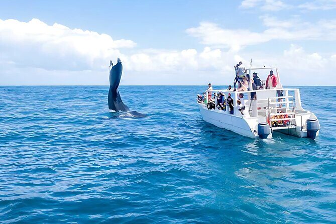 Punta Cana Whale Watching and Bacardi Island Day Trip - Practical Tips for the Trip