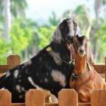 Punta Cana: Xploration Animal Park Bus Tour with Encounters - Activities and Options: What To Expect