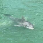 Punta Gorda: Boat tour to the beaches and sandbars. - Who Should Consider This Tour?