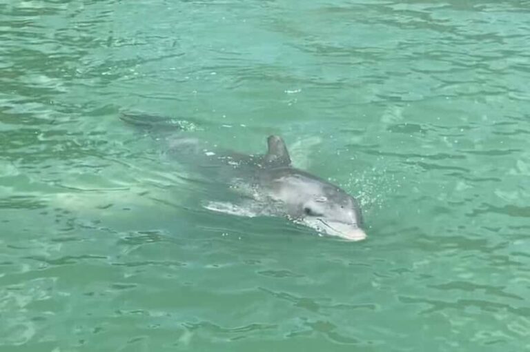 Punta Gorda: Boat tour to the beaches and sandbars. - Who Should Consider This Tour?