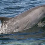 Punta Gorda: Dolphin Tour and Cabbage Key on private boat. - The Itinerary Breakdown