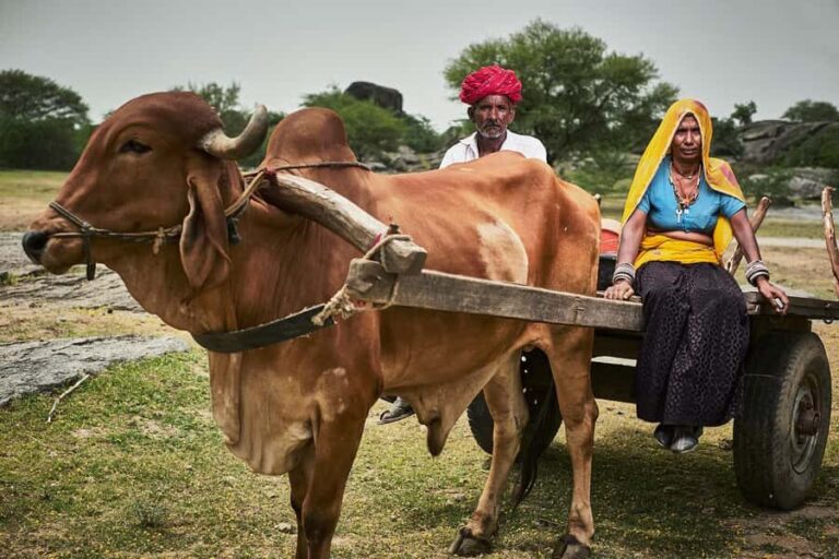 Pushkar/Ajmer: Devmali Rural Village Day Tour - What to Expect from the Devmali Rural Village Day Tour