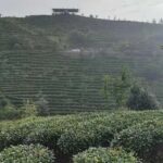 Qixianfeng Tea Plantation Tour in Yangshuo - Why This Tour Offers Good Value