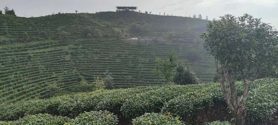 Qixianfeng Tea Plantation Tour in Yangshuo - Why This Tour Offers Good Value