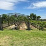 Querétaro: Cheese & Wine Tour In A Day - The Experience: What You’ll Love and What to Keep in Mind