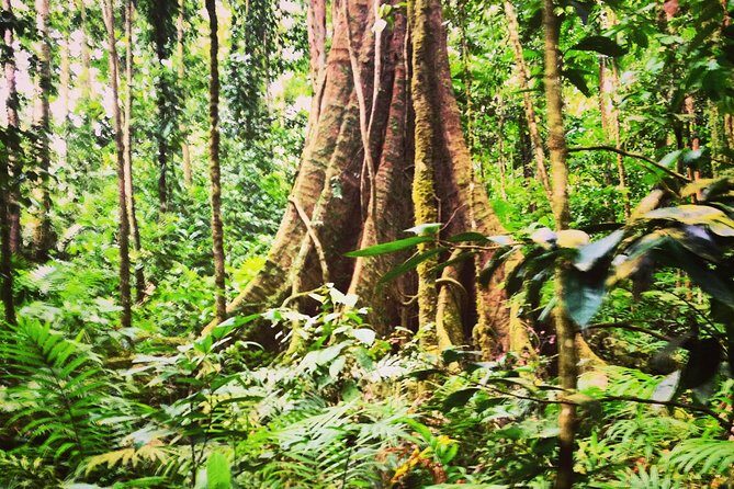 Rain forest and Bird watching - Who Should Consider This Tour?