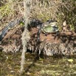 Rainbow Springs Guided Kayak/ Swim/ Snorkel Adventure - Practical Details and Considerations