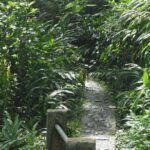 Rainforest Nature Walk & Luquillo Beach Combo - What the Reviews Say: Authentic Voices