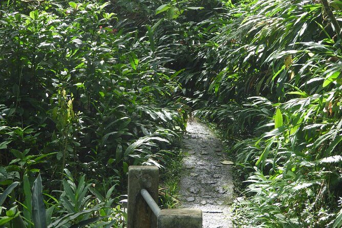 Rainforest Nature Walk & Luquillo Beach Combo - What the Reviews Say: Authentic Voices