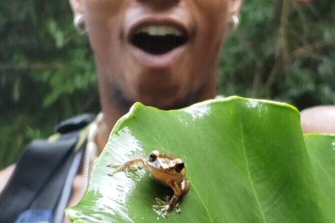 Rainforest River Hike and Waterfalls Adventure - How the Experience Works for Different Travelers