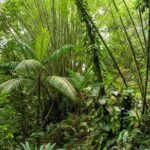 Rainforest Tour - Logistics and Practicalities