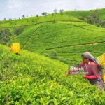 Ramboda Waterfall Bathing by Tuk-Tuk & Tea Experience - Exploring the Itinerary in Detail