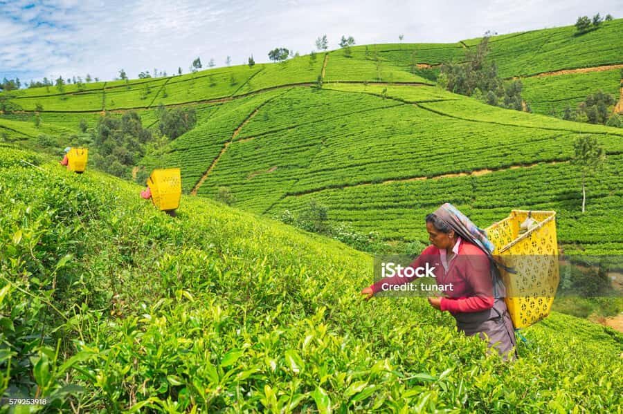 Ramboda Waterfall Bathing by Tuk-Tuk & Tea Experience - Exploring the Itinerary in Detail