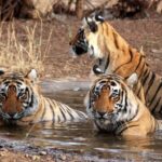 Ranthambore: Evening Wildlife Safari with local Guide - Final Thoughts