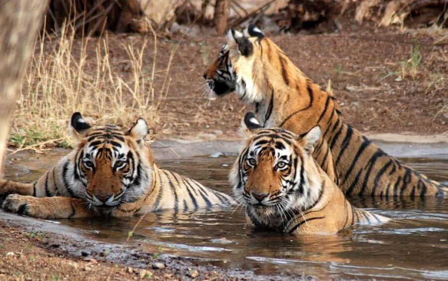 Ranthambore: Evening Wildlife Safari with local Guide - Final Thoughts