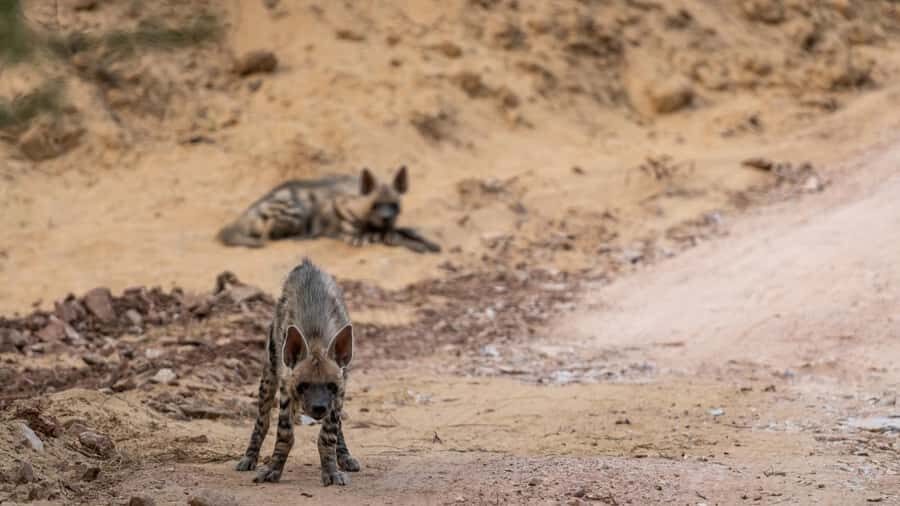 Ranthambore: Jeep Safari - Tiger Reserve & Wildlife Sights - The Itinerary Breakdown