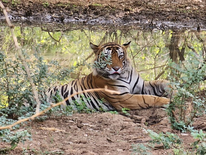 Ranthambore Jungle Safari Trip from Jaipur by Car and Ticket - Analyzing the Value