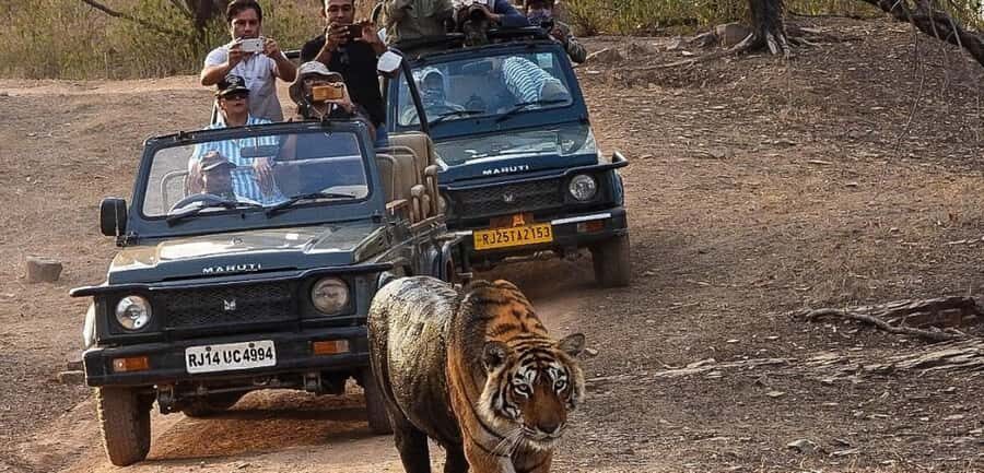 Ranthambore National park canter gypsy safari - The Itinerary Breakdown
