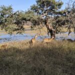 Ranthambore National Park: Canter Safari Ticket with Pickup - What to Expect from Your Ranthambore Safari Experience