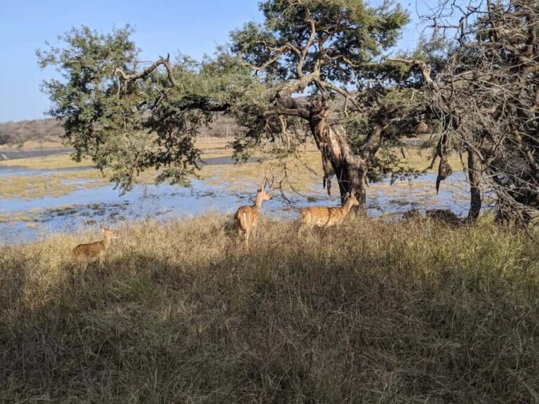 Ranthambore National Park: Canter Safari Ticket with Pickup - What to Expect from Your Ranthambore Safari Experience