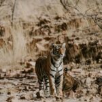 Ranthambore: National Park Park Safari Tickets in prime Zone - The Itinerary Breakdown