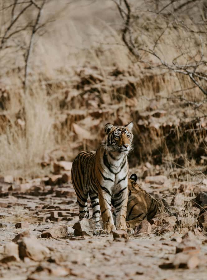 Ranthambore: National Park Park Safari Tickets in prime Zone - The Itinerary Breakdown