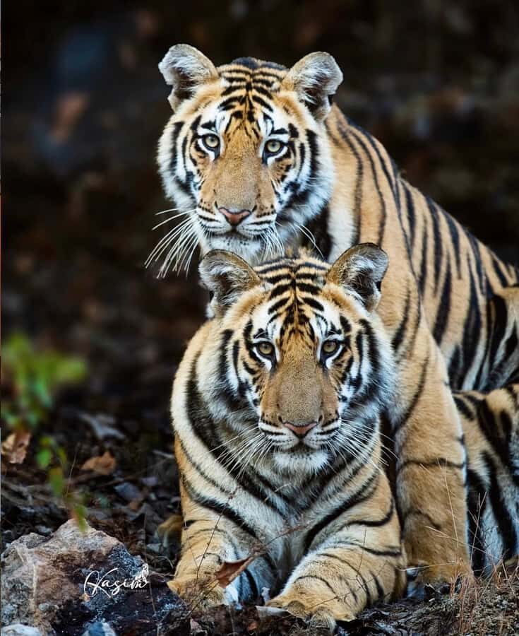 Ranthambore National Park: private gypsy Safari with Guide - What to Expect from Your Private Jeep Safari