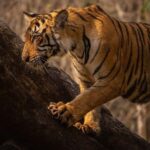 Ranthambore National Park : Wildlife Safari - The Itinerary Breakdown