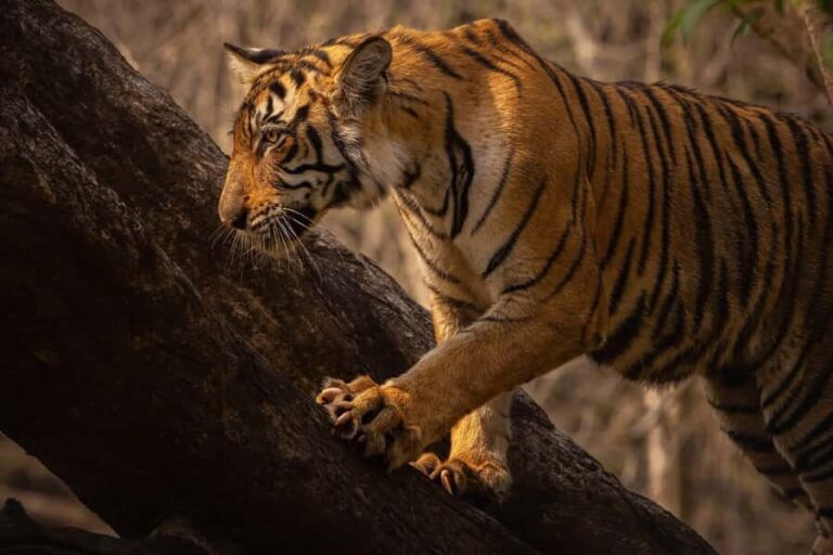 Ranthambore National Park : Wildlife Safari - The Itinerary Breakdown