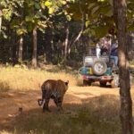 Ranthambore Official Guided Tiger Safari in Sharing Canter - Introduction: Why This Safari Might Be Your Ideal Wildlife Encounter