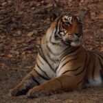Ranthambore Safari Booking - An In-Depth Look at the Ranthambore Safari