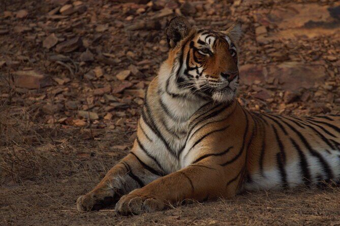 Ranthambore Safari Booking - An In-Depth Look at the Ranthambore Safari