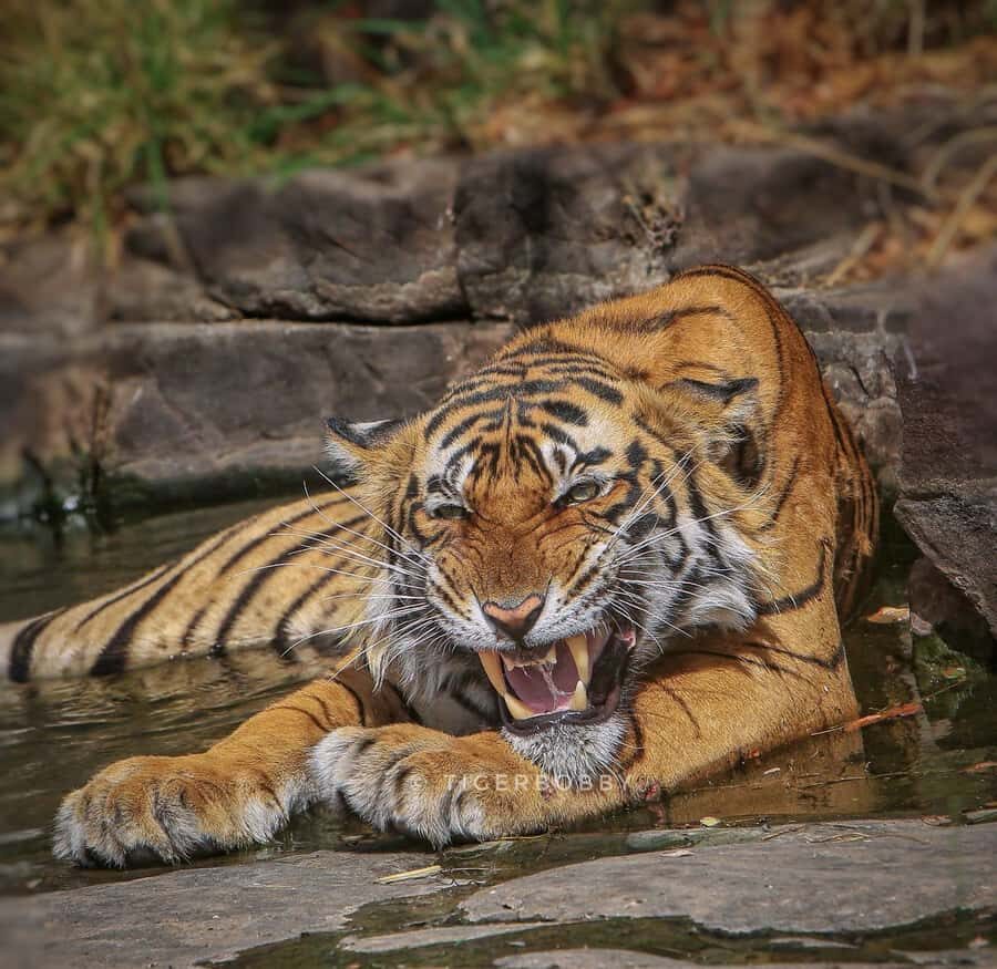 Ranthambore Tiger Reserve: jeep & canter Safari booking now - The Itinerary and Route