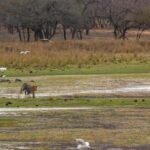 Ranthambore Tiger Safari in Gypsy/Canter  Shared Tour - Key Points