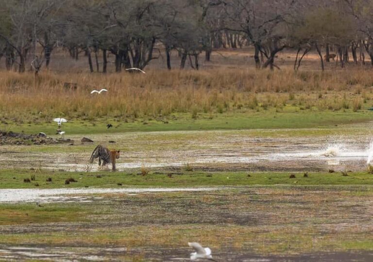 Ranthambore Tiger Safari in Gypsy/Canter  Shared Tour - Key Points