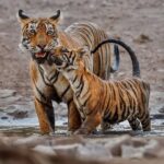 Ranthambore Tiger Safari : Wilderness Experience India - Highlights of the Itinerary