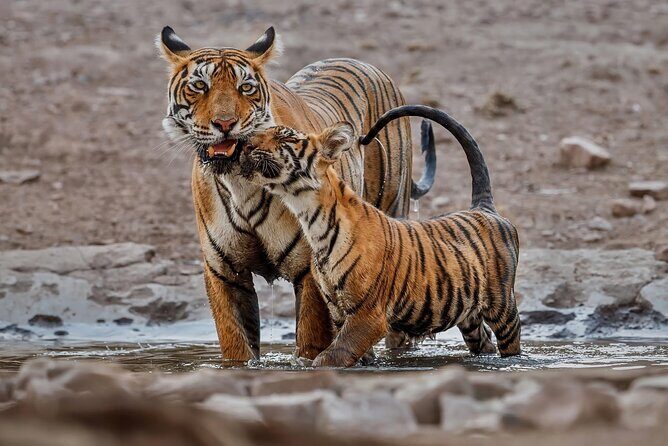 Ranthambore Tiger Safari : Wilderness Experience India - Highlights of the Itinerary