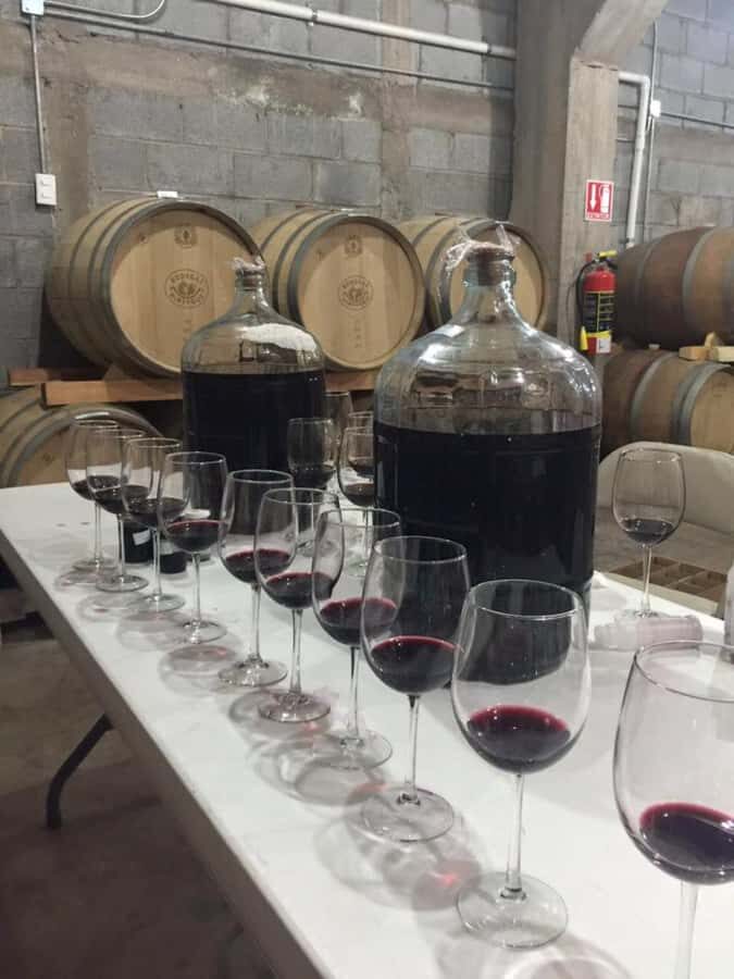 Recorrido + 3 vinos + Maridaje/Tour + 3 wines + Cheese board - Exploring Bodegas Pinesque: What to Expect